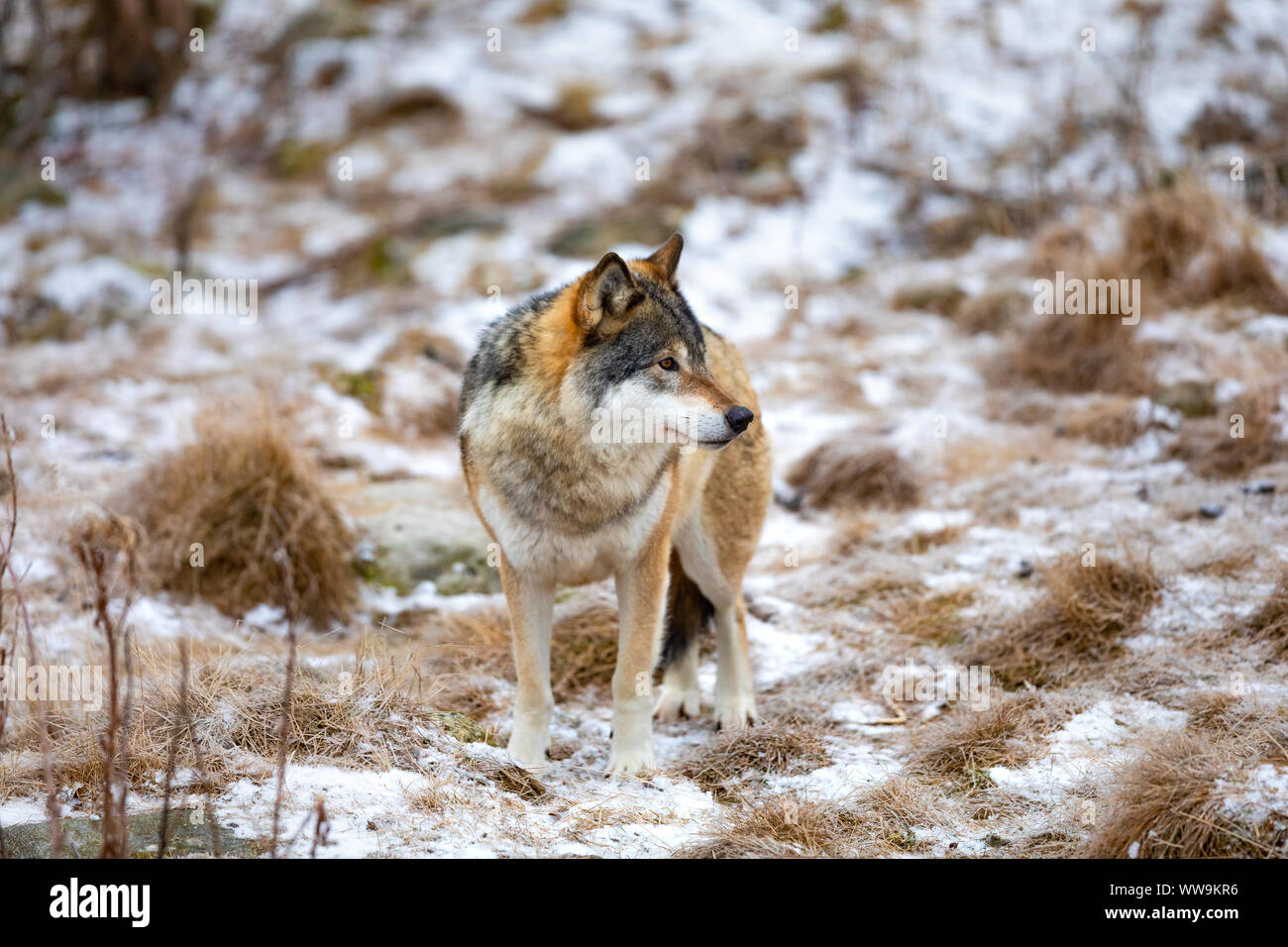 Beautiful male wolf standing in the forest looking for prey Stock Photo ...