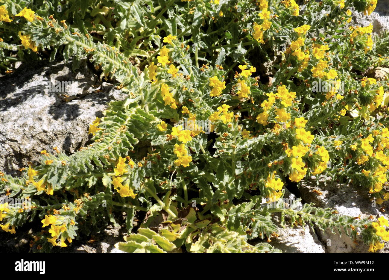 castle, medieval, walls, flowers, Akrokorinthos, Korinthos, Greece ...