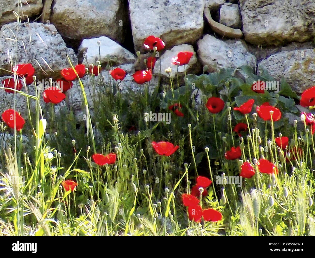 castle, medieval, walls, flowers, Akrokorinthos, Korinthos, Greece ...