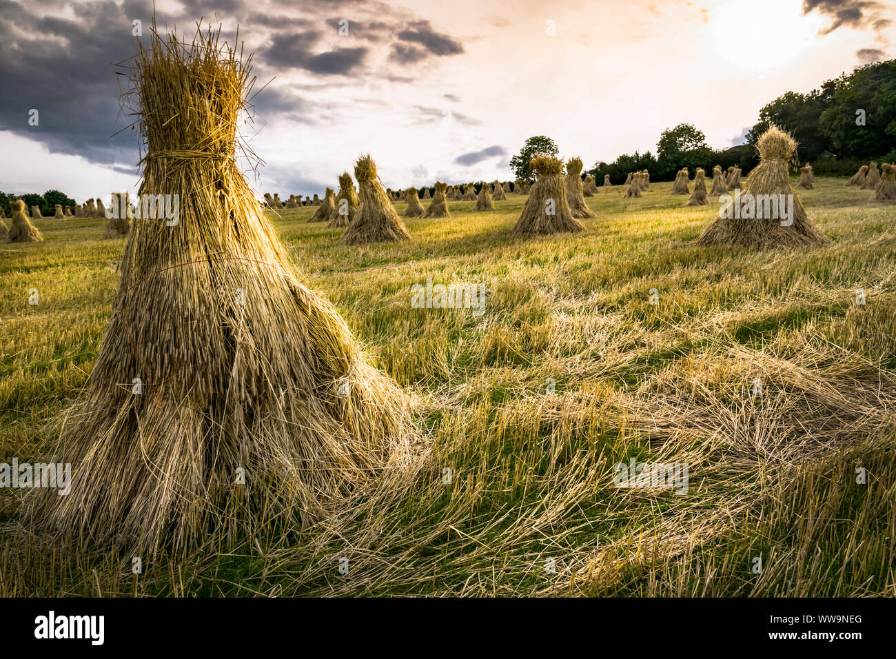Old fashioned harvesting hi-res stock photography and images - Alamy