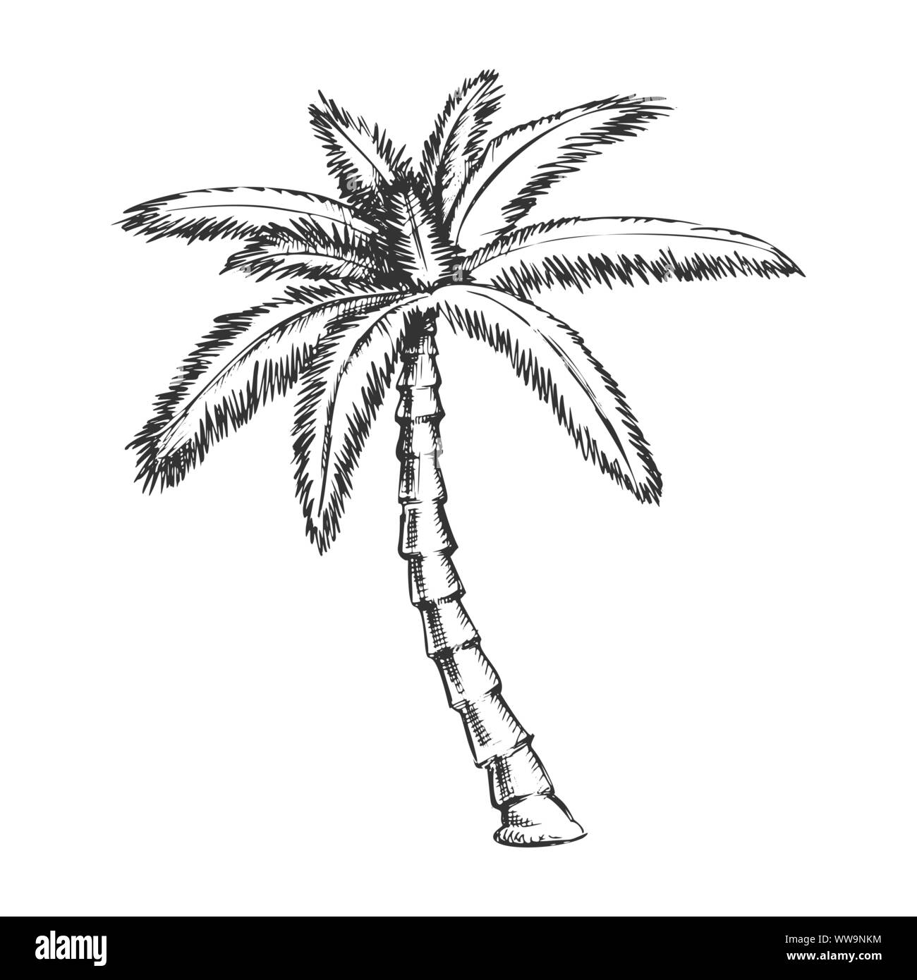 Ribbon Fan Palm Tropical Tree Monochrome Vector Stock Vector Image ...