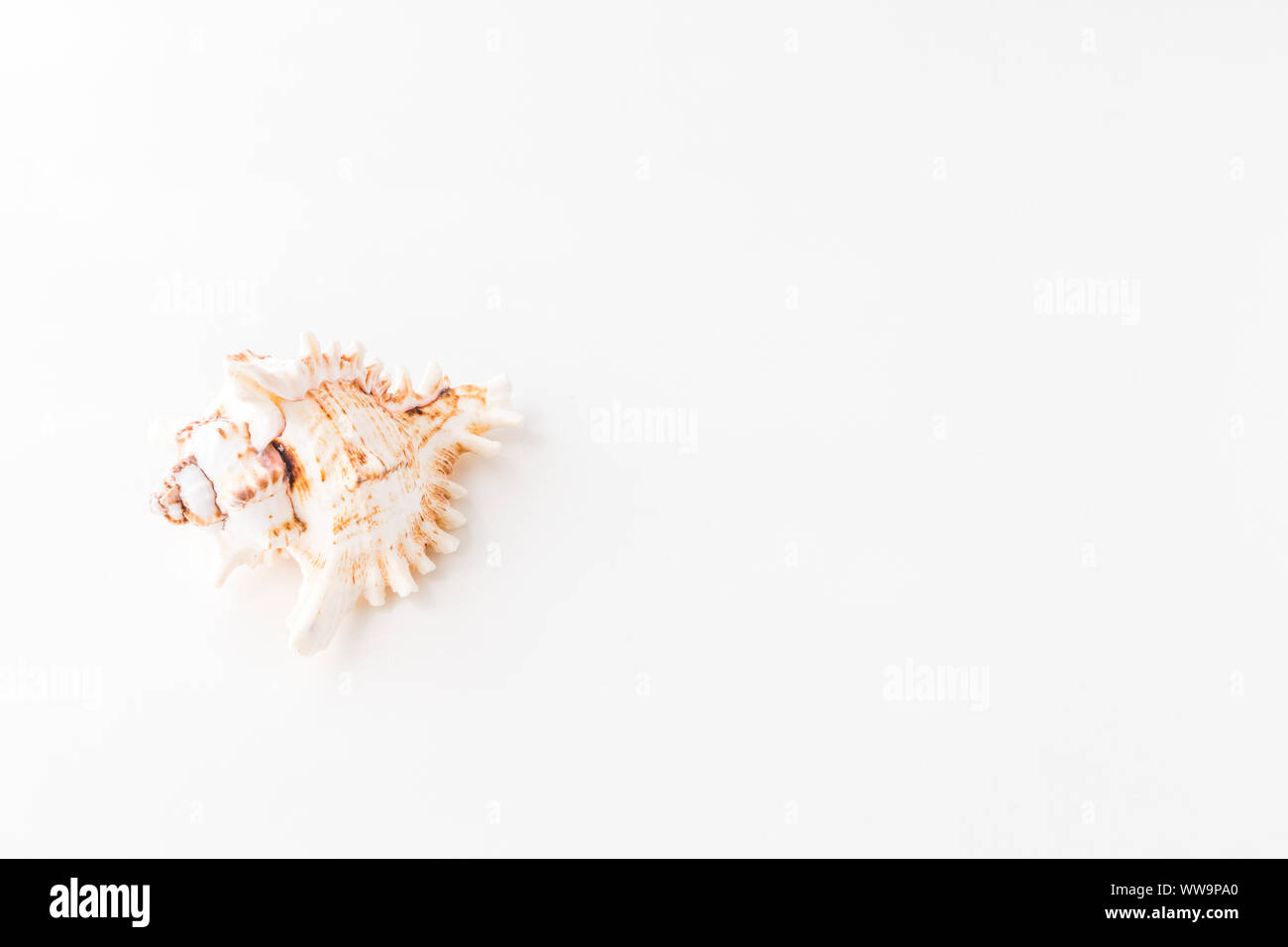 A Seashells. Top view with copy space Stock Photo - Alamy