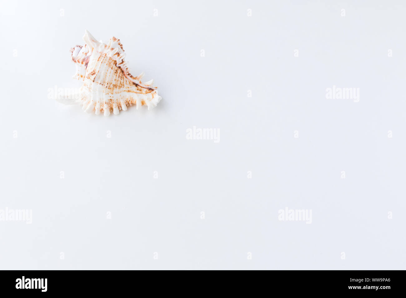 A Seashells. Top view with copy space Stock Photo - Alamy