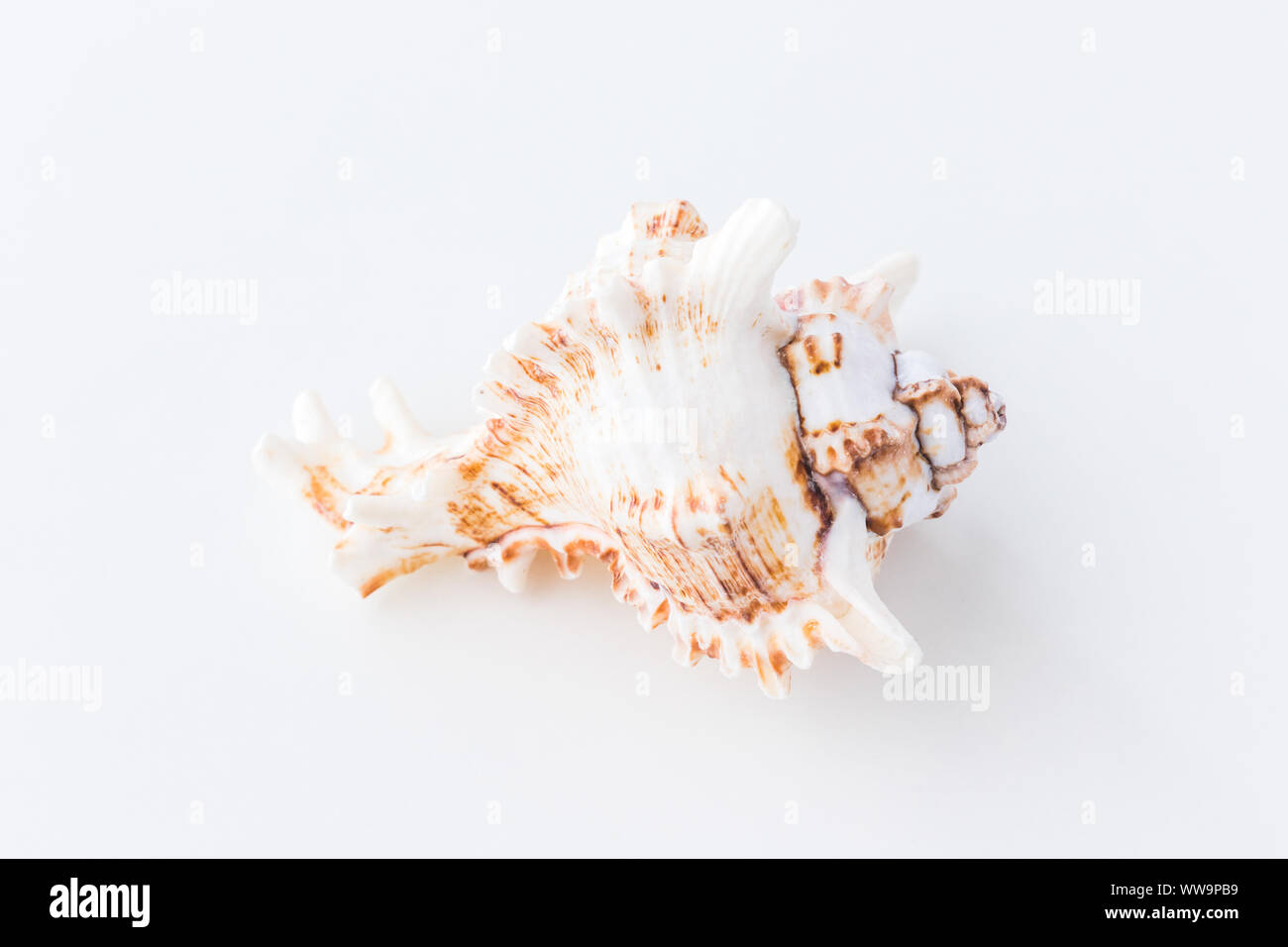A Seashells. Top view with copy space Stock Photo - Alamy