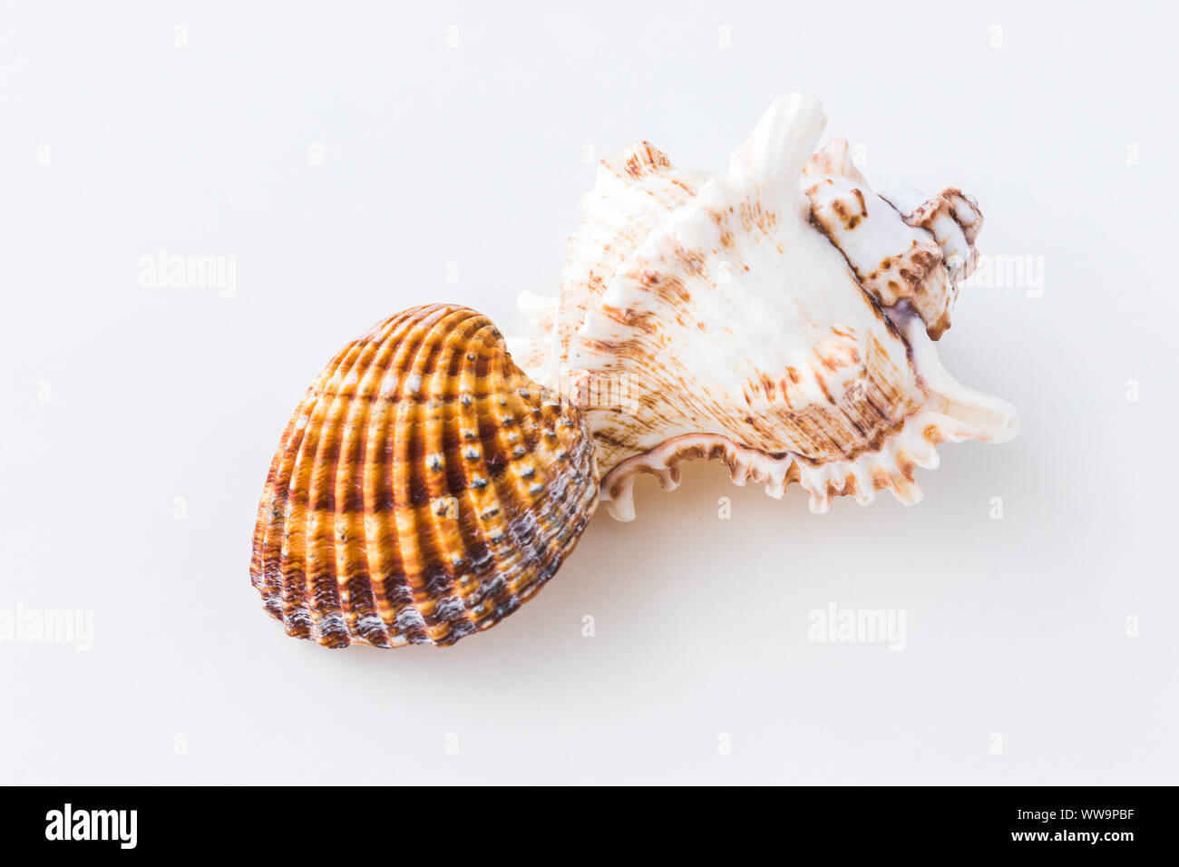 A Seashells. Top view with copy space Stock Photo - Alamy
