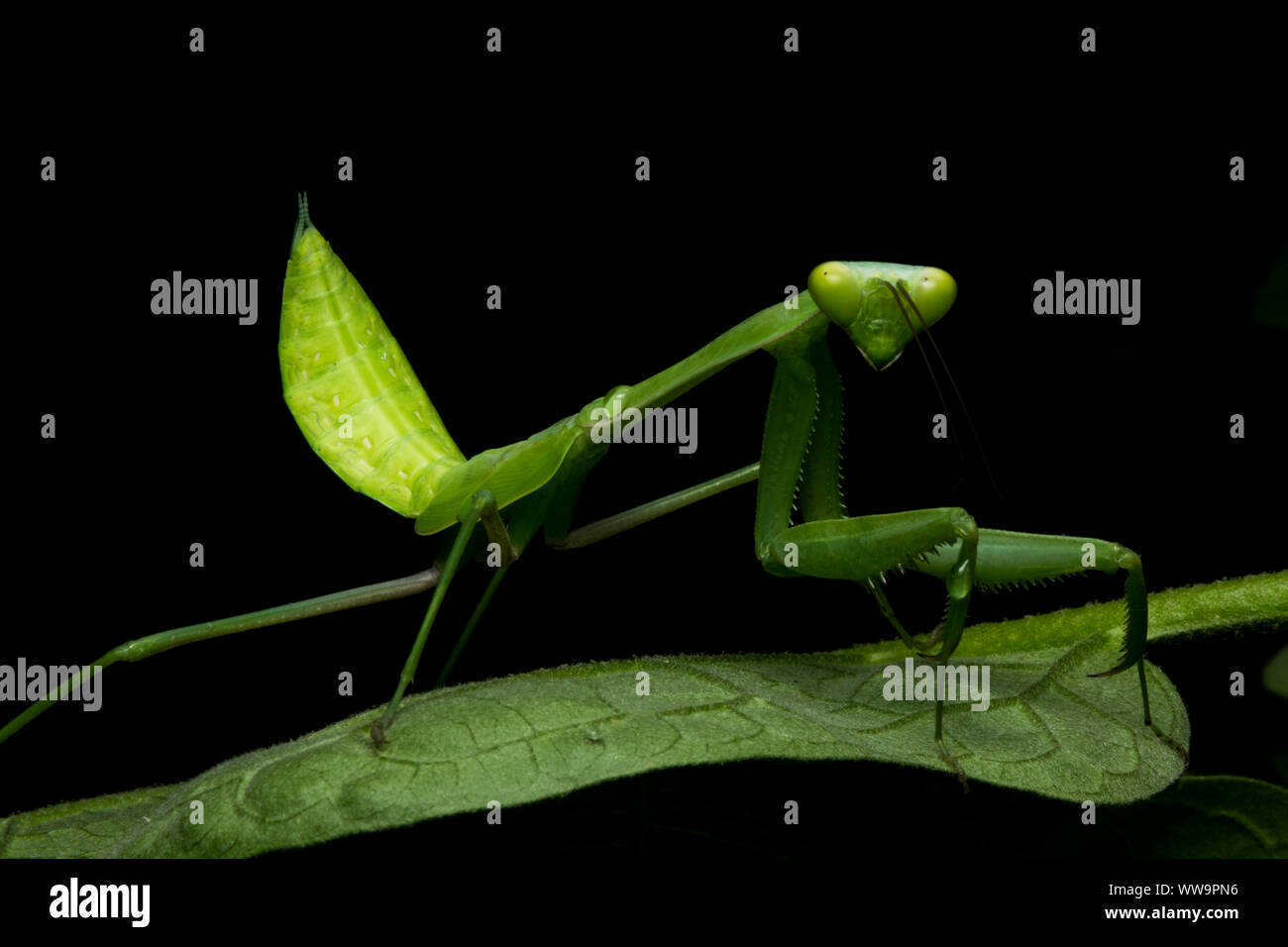 Mantises are an order of insects that contains over 2,400 species in ...
