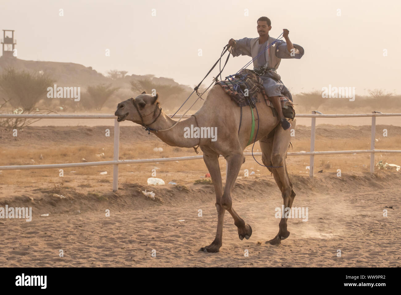 Camel Racing in Taif, Saudi Arabia Stock Photo - Alamy