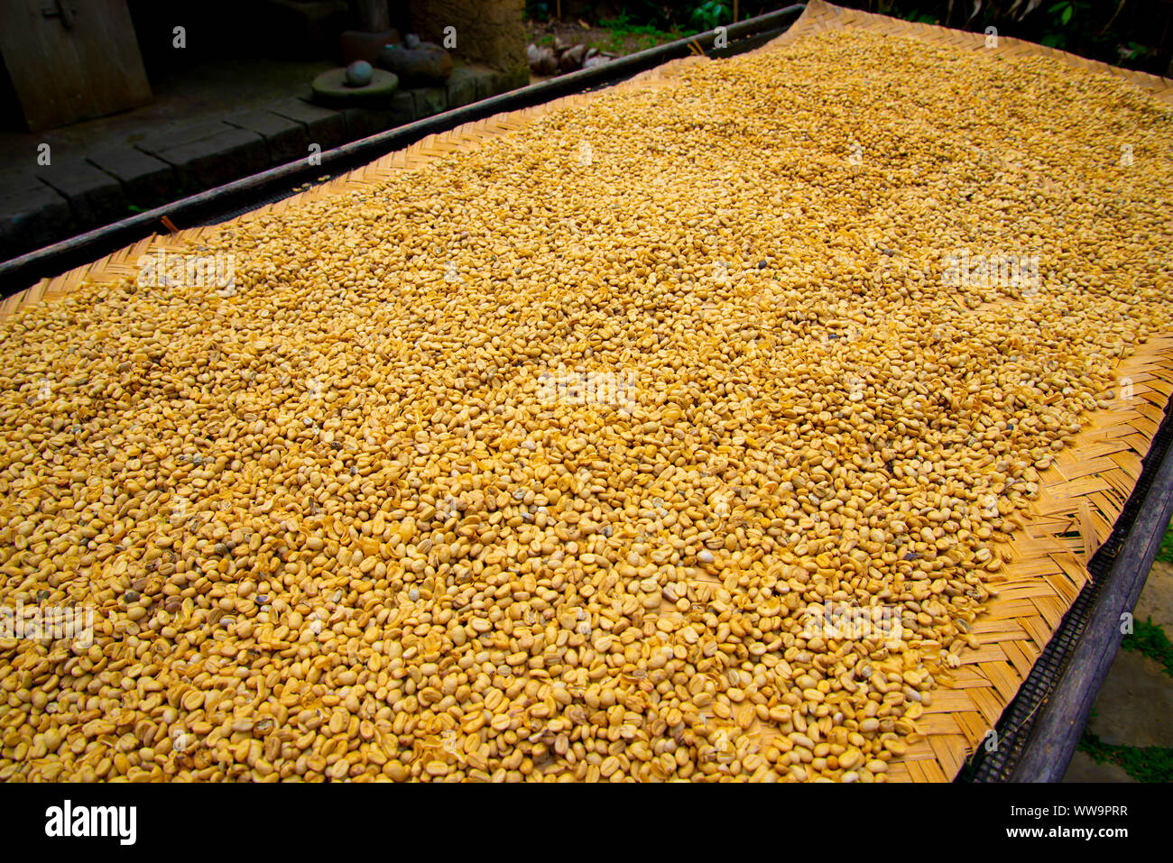 Organic Coffee Beans Drying in the Sun Stock Photo - Alamy