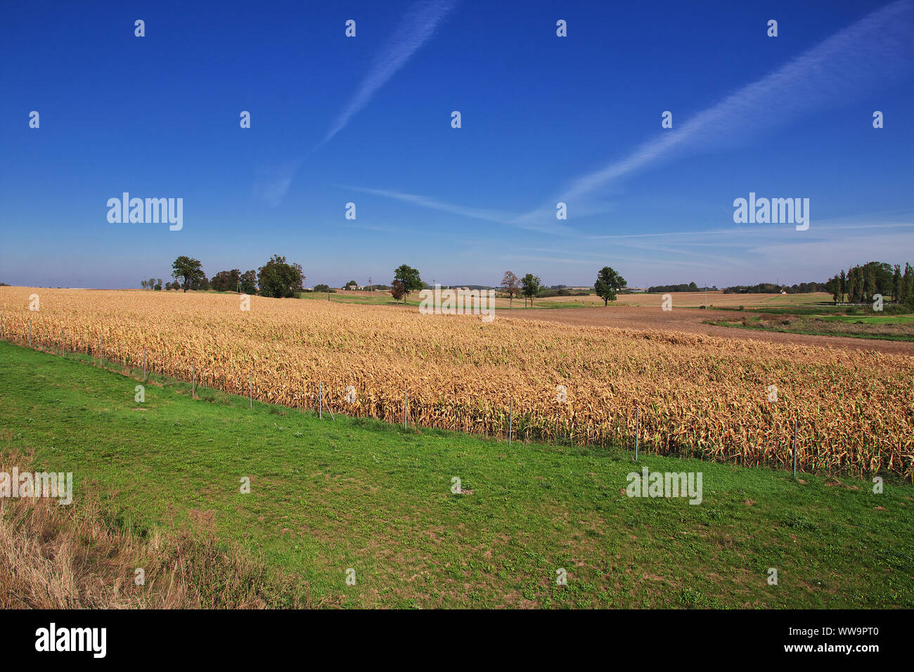 Fields and forests of Poland Stock Photo - Alamy