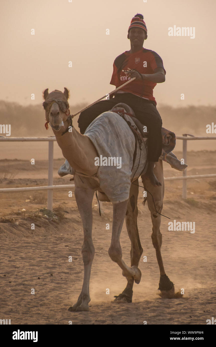 Camel Racing in Taif, Saudi Arabia Stock Photo - Alamy
