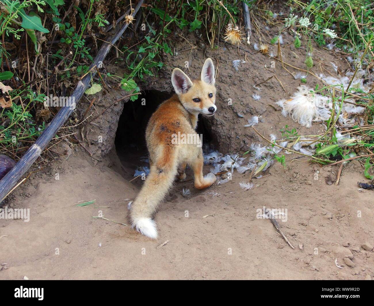 Fox Nest High Resolution Stock Photography and Images - Alamy