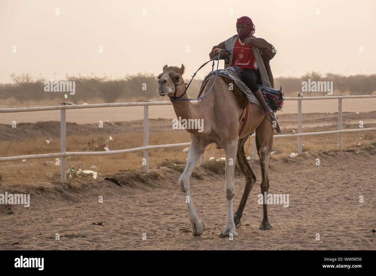 Camel Racing in Taif, Saudi Arabia Stock Photo - Alamy