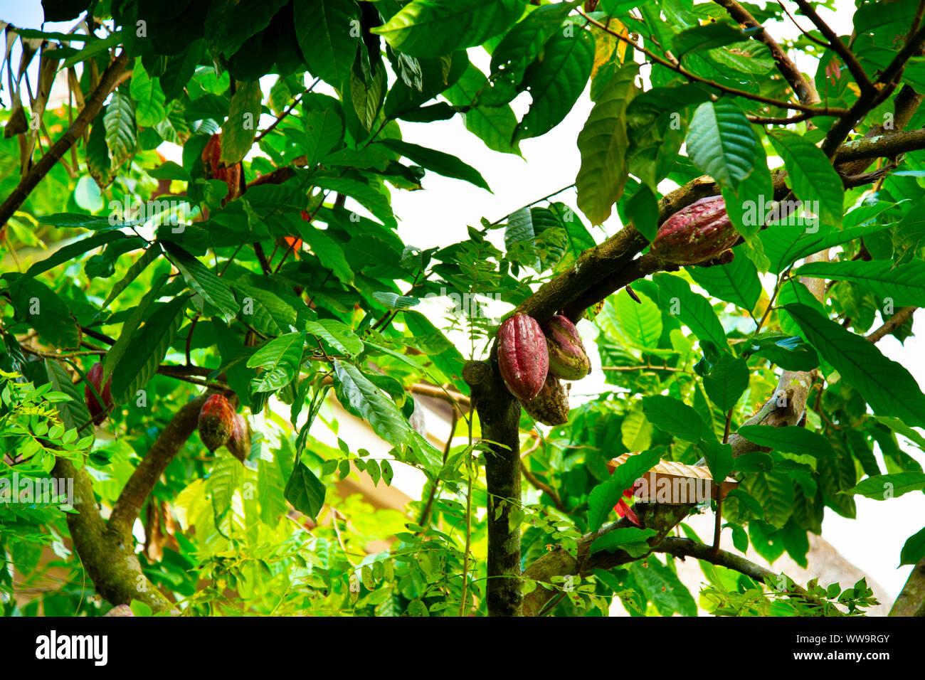 Cocoa pod cut hi-res stock photography and images - Alamy