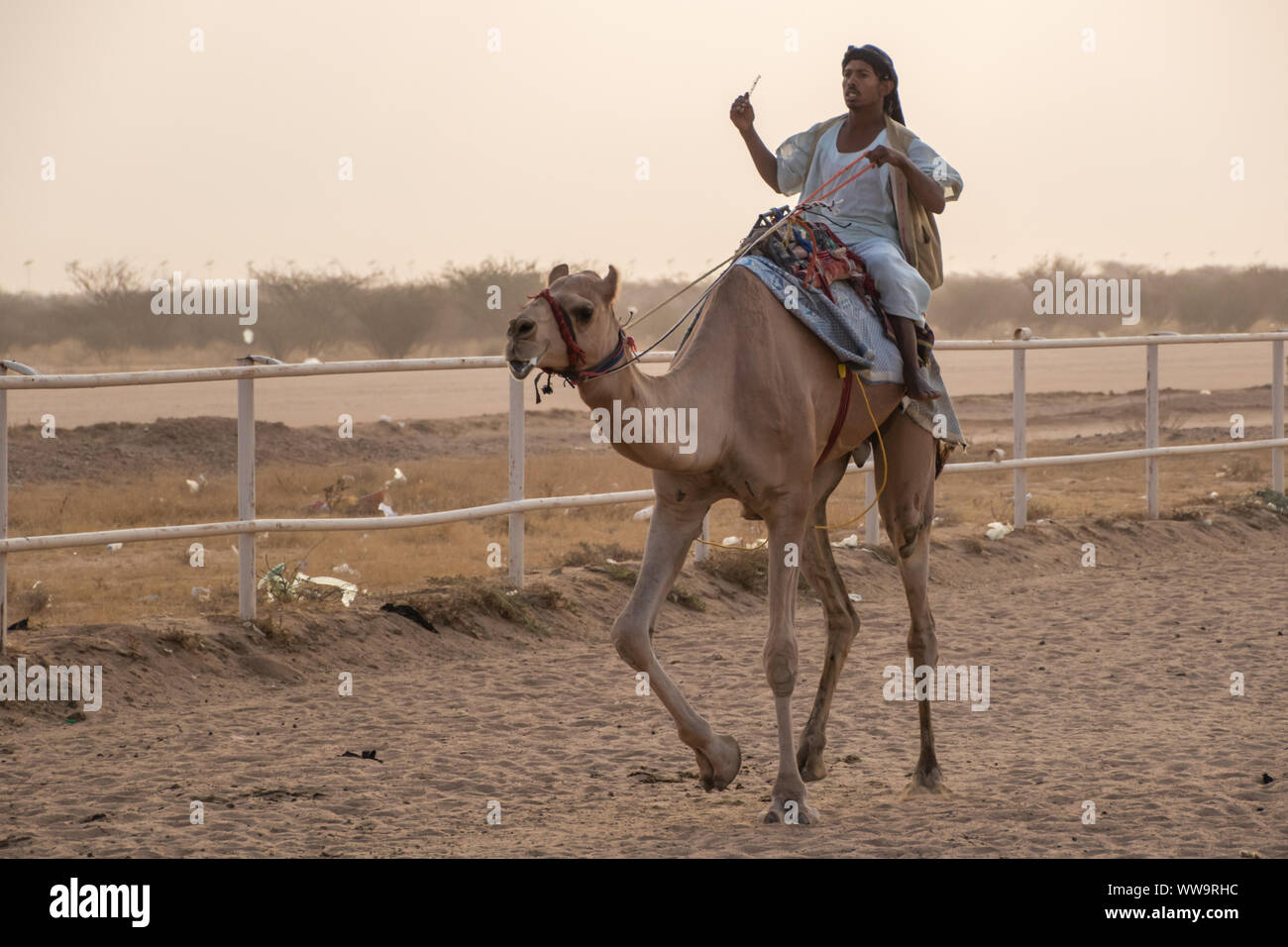 Camel Racing in Taif, Saudi Arabia Stock Photo - Alamy
