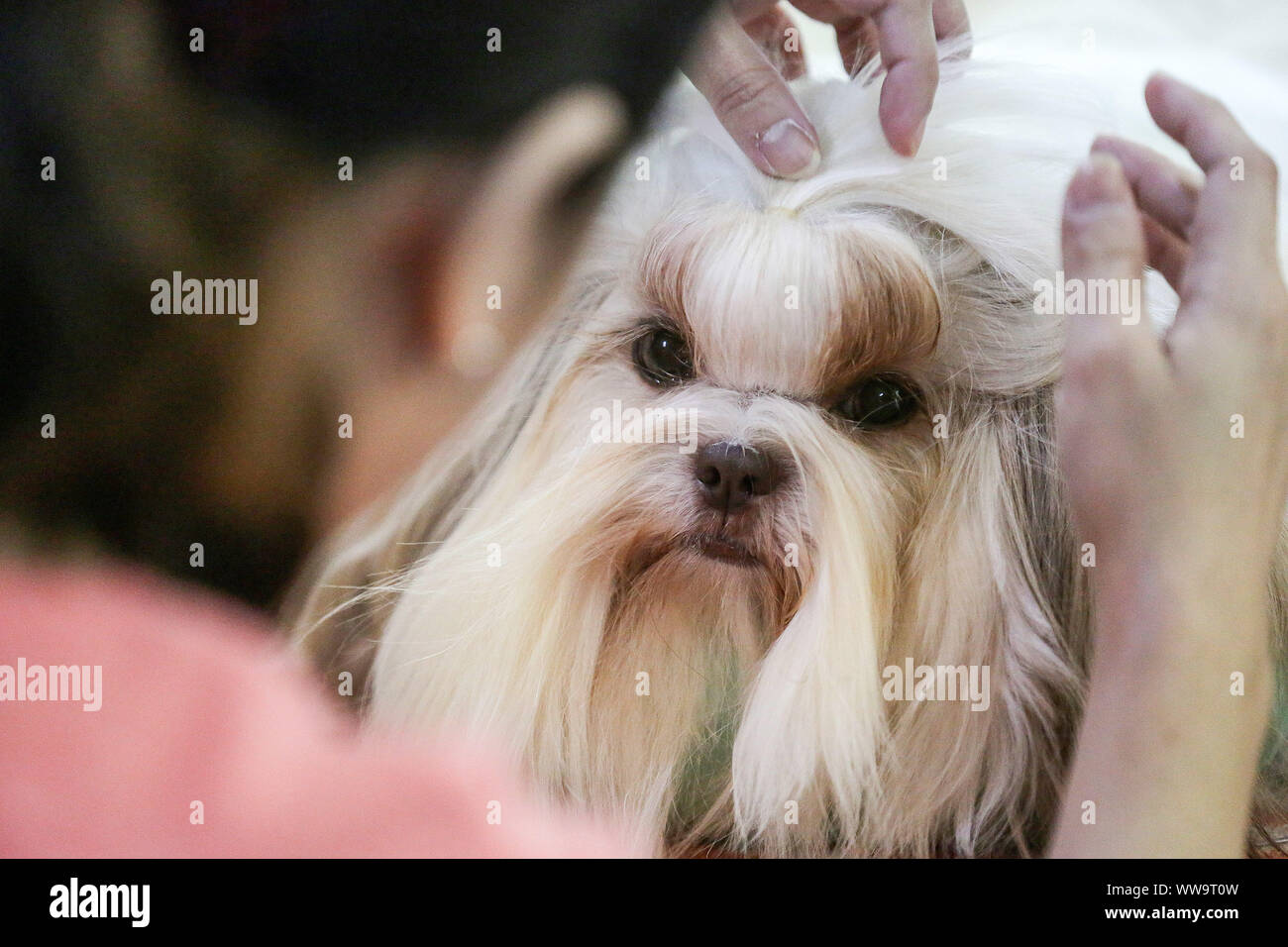 Marikina City, Philippines. 14th Sep, 2019. A Shih Tzu dog is groomed ...
