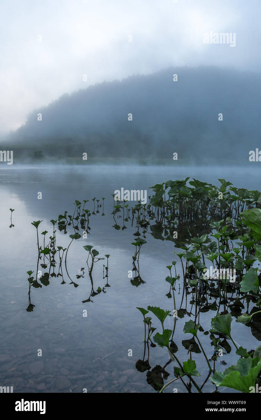 Plants in the fog hi-res stock photography and images - Alamy