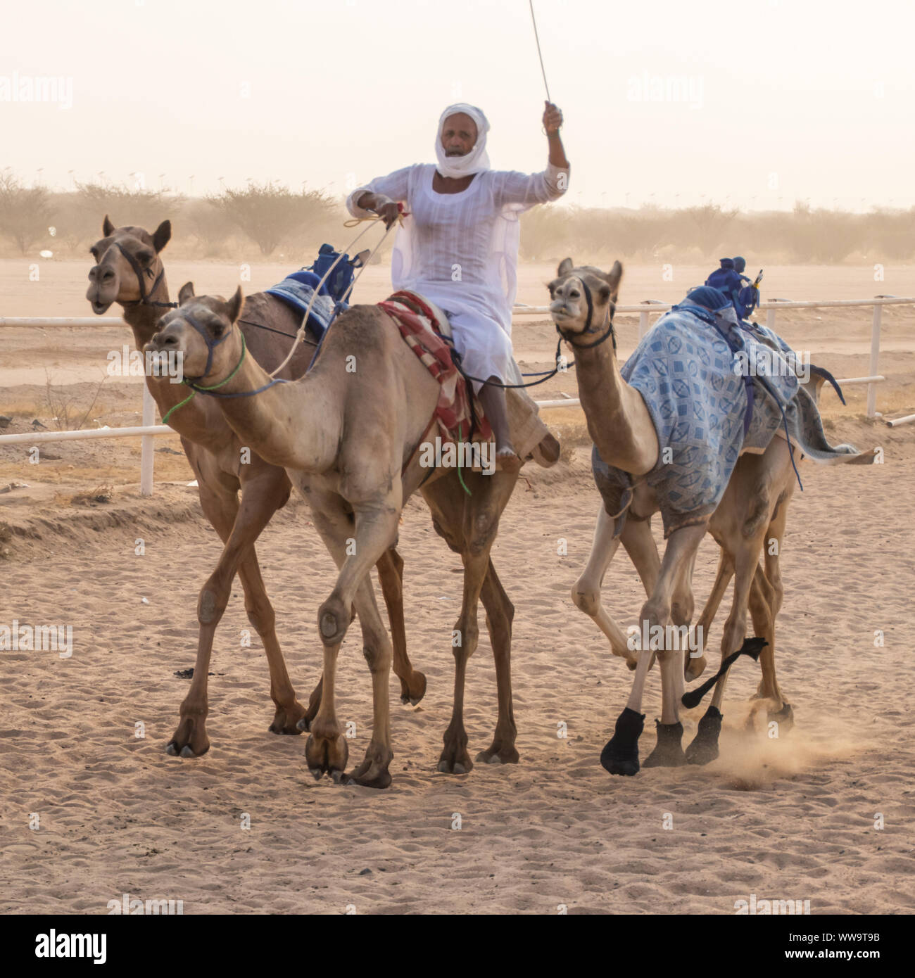 Camel Racing in Taif, Saudi Arabia Stock Photo - Alamy