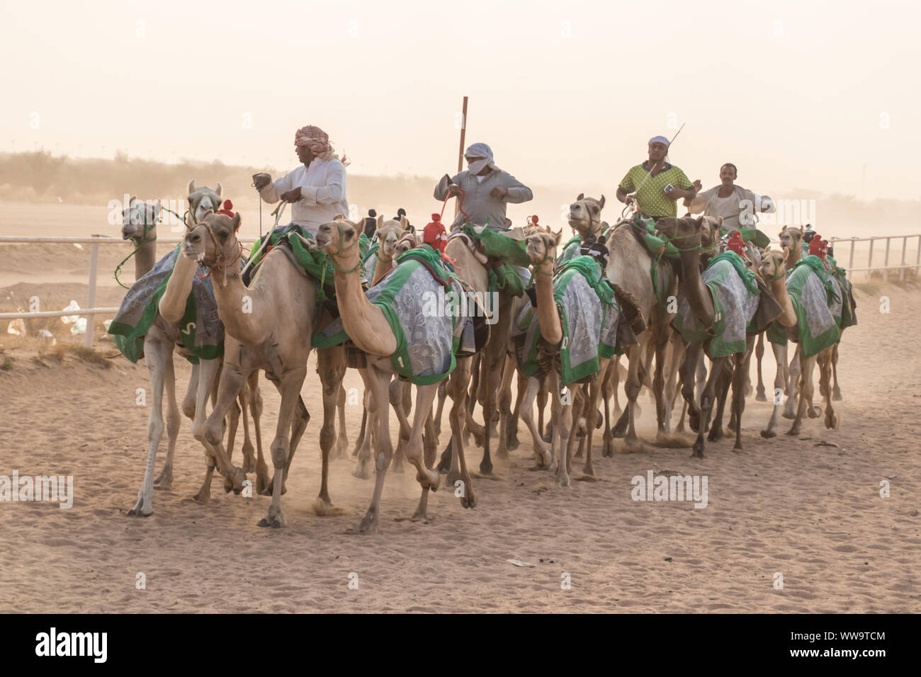 Camel Racing in Taif, Saudi Arabia Stock Photo - Alamy