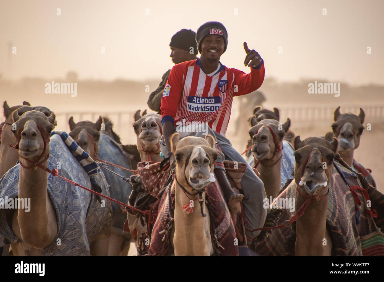 Camel Racing in Taif, Saudi Arabia Stock Photo - Alamy