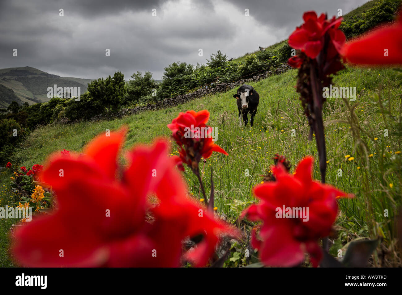 Poppies and grazing cow. Flores, Azores, Portugal Stock Photo - Alamy