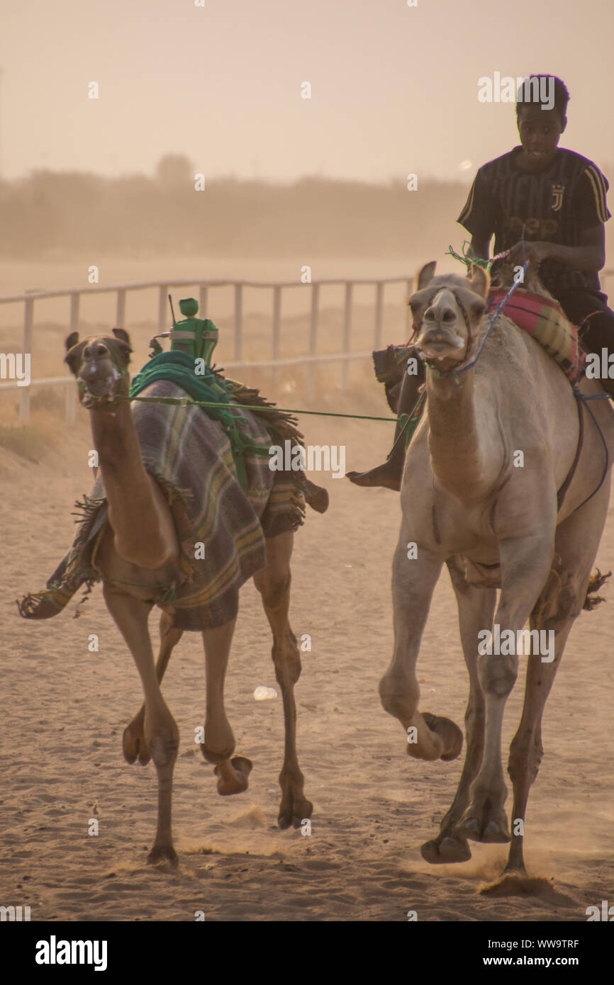 Camel Racing in Taif, Saudi Arabia Stock Photo - Alamy