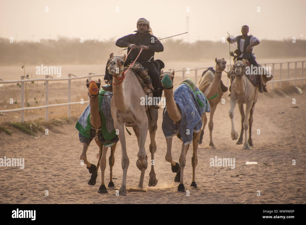 Camel Racing in Taif, Saudi Arabia Stock Photo - Alamy