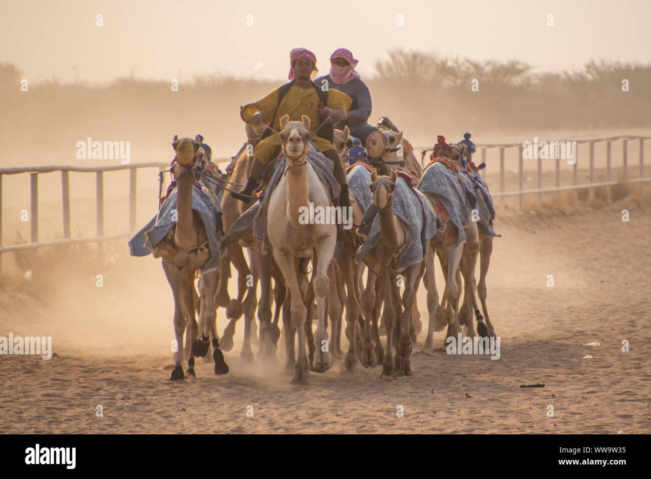 Camel Racing in Taif, Saudi Arabia Stock Photo - Alamy
