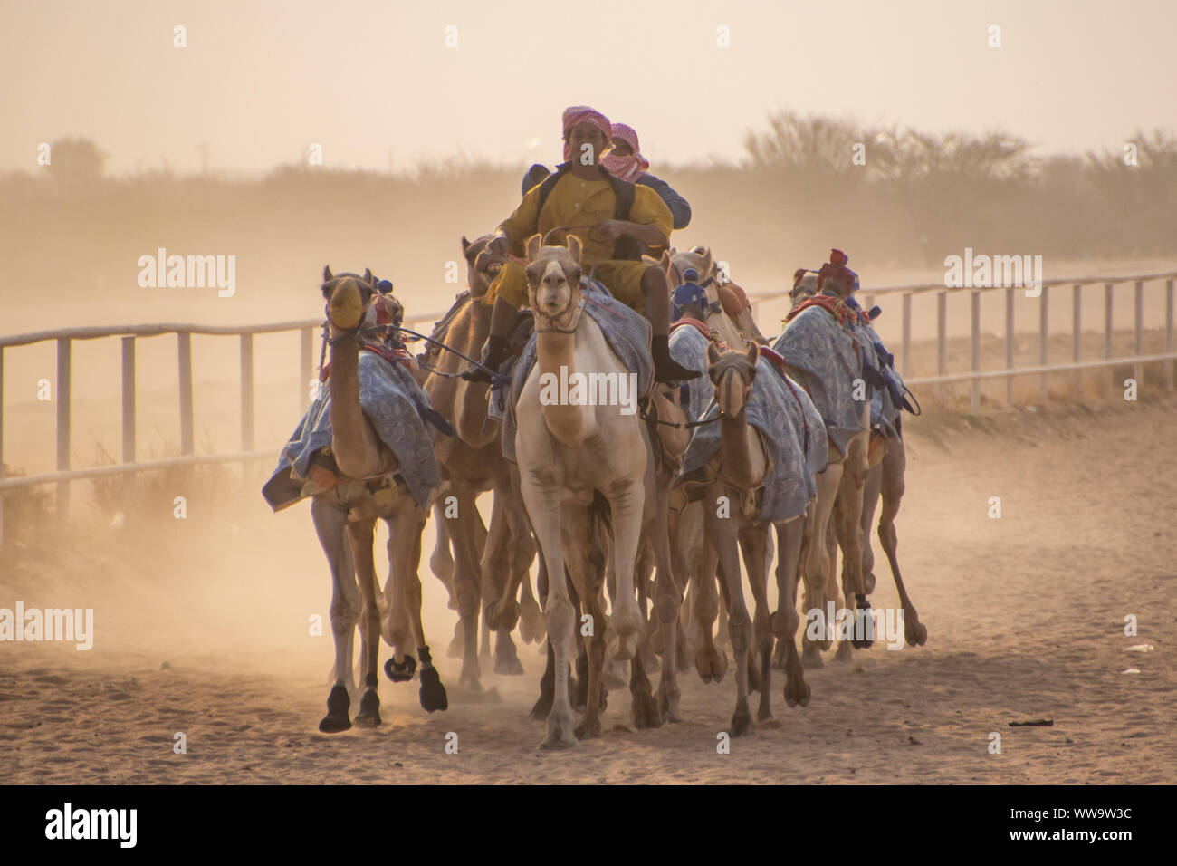 Camel Racing in Taif, Saudi Arabia Stock Photo - Alamy
