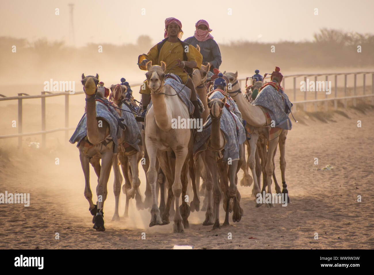 Camel Racing in Taif, Saudi Arabia Stock Photo - Alamy