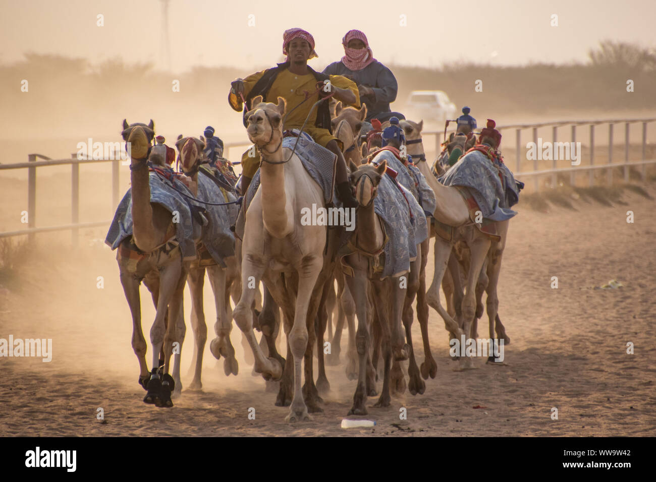 Camel Racing in Taif, Saudi Arabia Stock Photo - Alamy