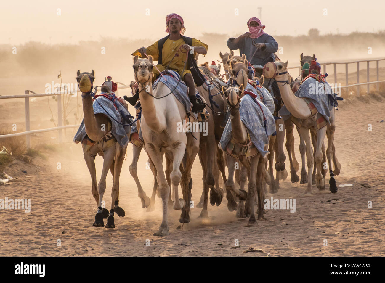 Camel Racing in Taif, Saudi Arabia Stock Photo - Alamy