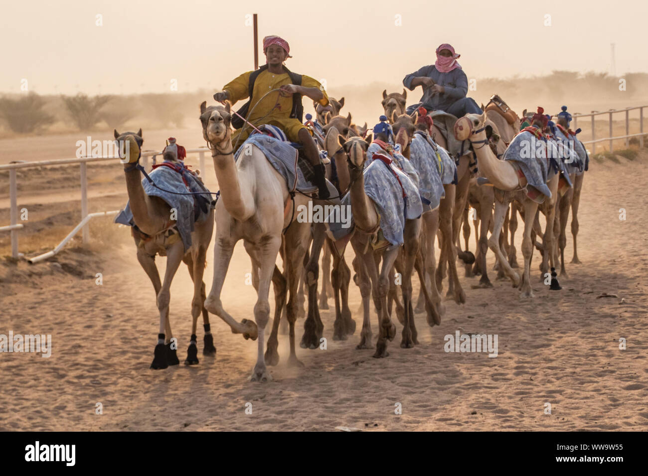 Camel Racing in Taif, Saudi Arabia Stock Photo - Alamy