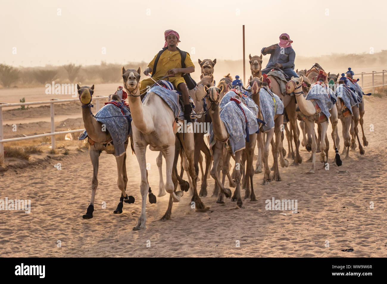 Camel Racing in Taif, Saudi Arabia Stock Photo - Alamy