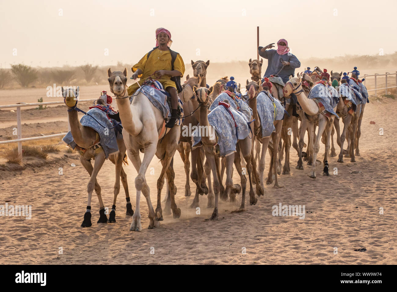 Camel Racing in Taif, Saudi Arabia Stock Photo - Alamy