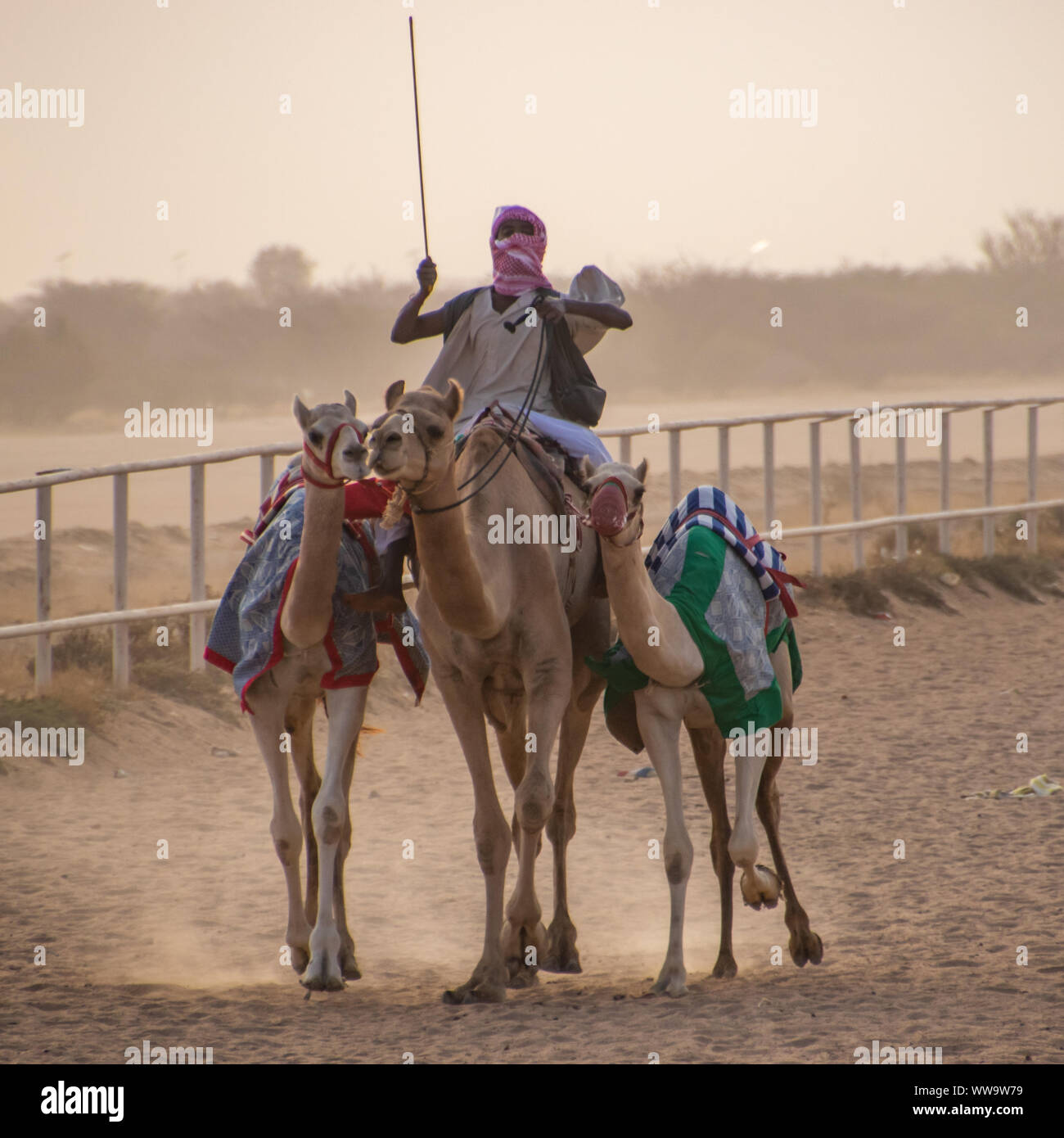Camel Racing in Taif, Saudi Arabia Stock Photo - Alamy
