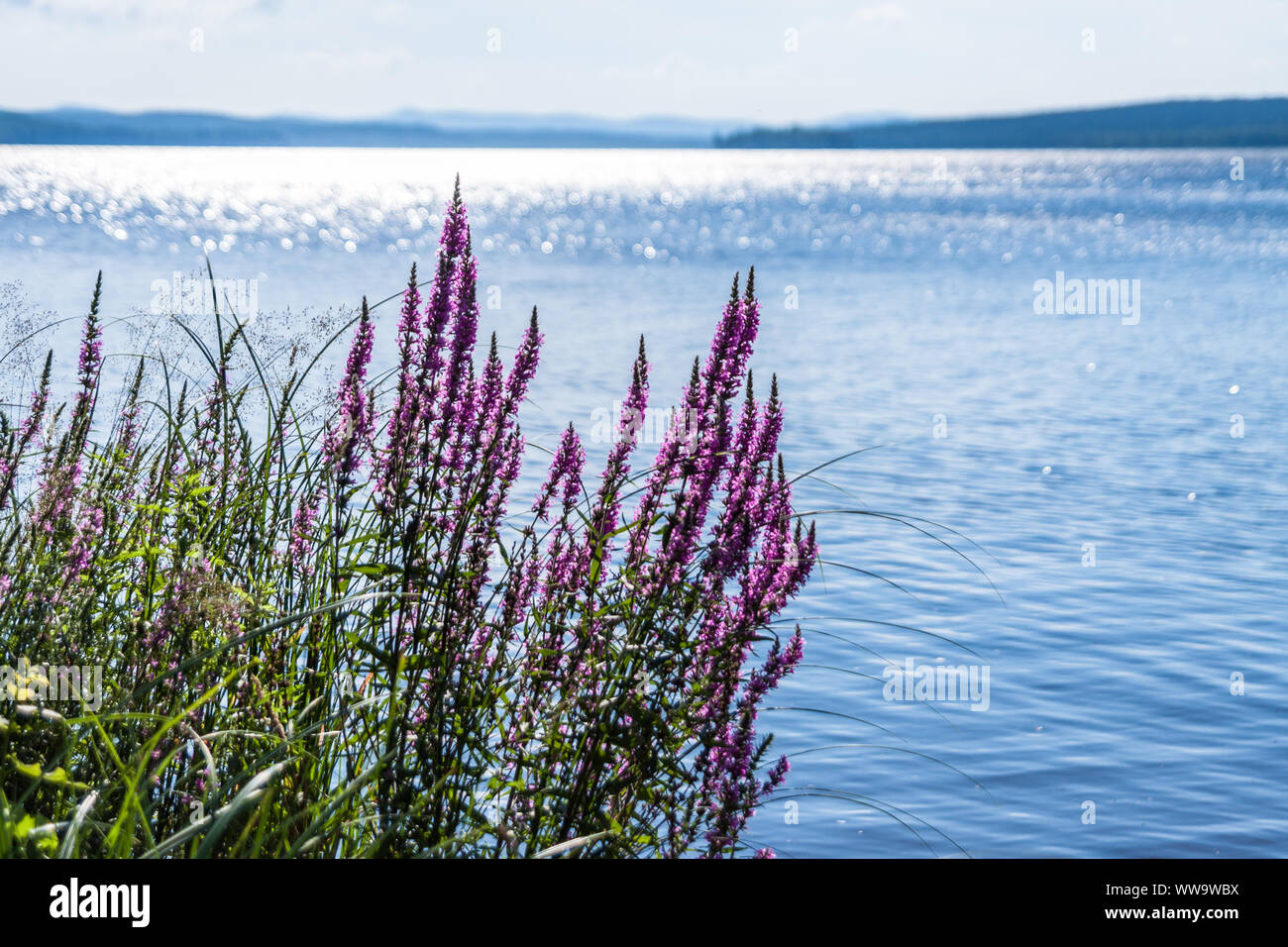 Direct light on flower hi-res stock photography and images - Alamy