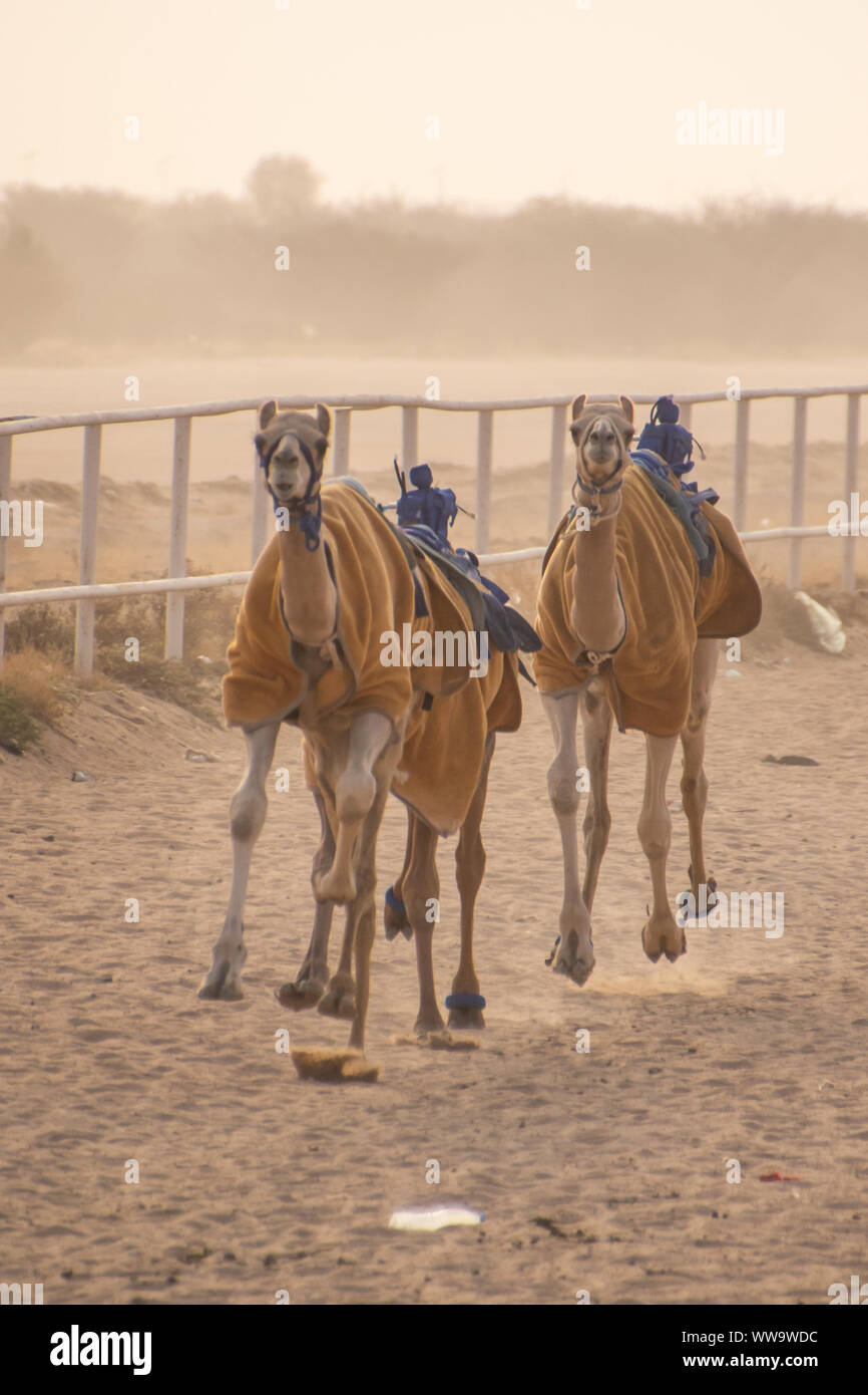 Camel Racing in Taif, Saudi Arabia Stock Photo - Alamy