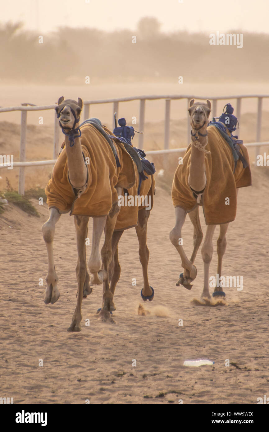 Camel racing taif saudi arabia hi-res stock photography and images - Alamy