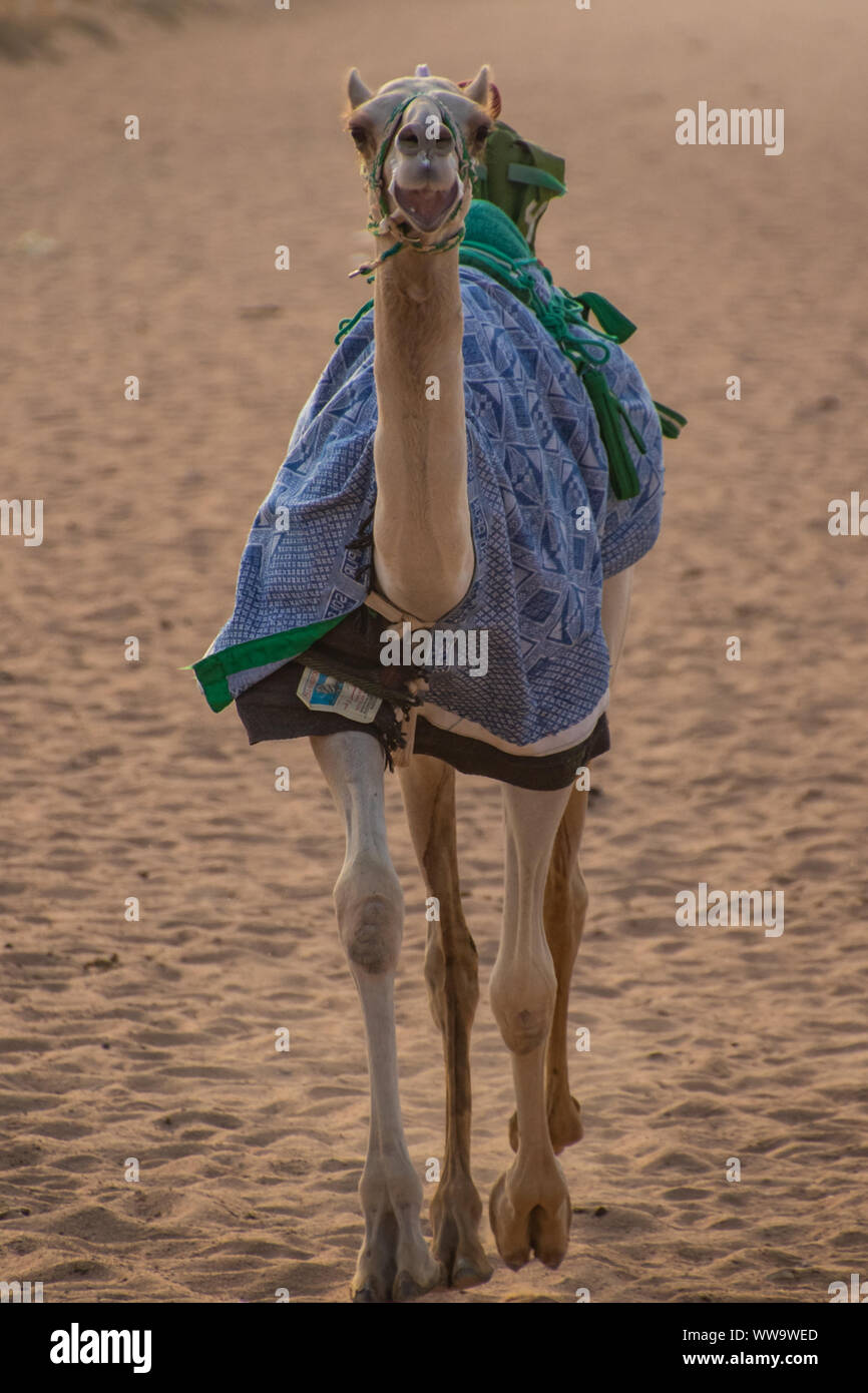 Camel Racing in Taif, Saudi Arabia Stock Photo - Alamy
