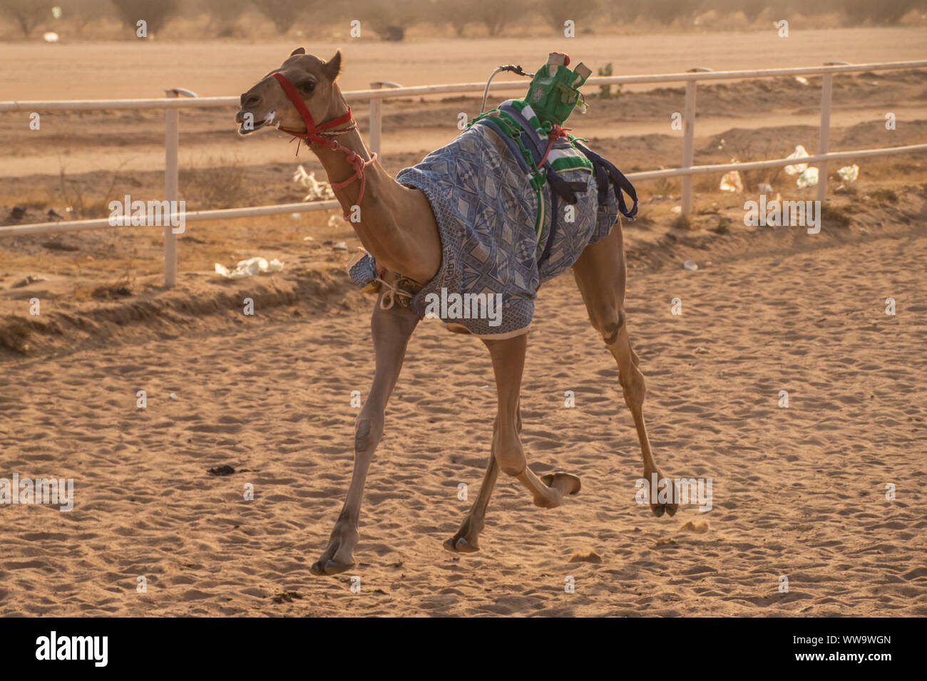 Camel Racing in Taif, Saudi Arabia Stock Photo - Alamy