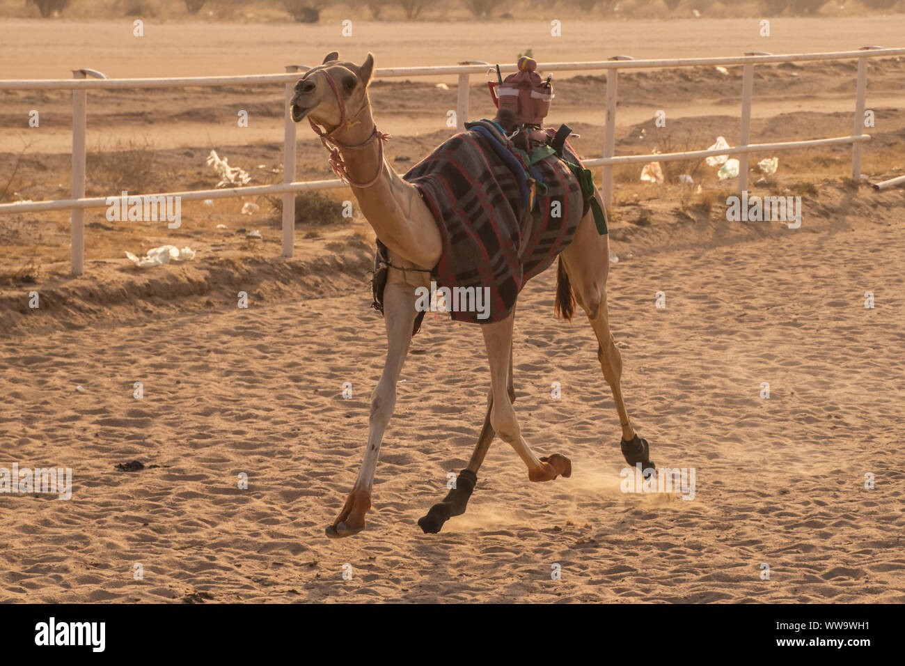 Camel Racing in Taif, Saudi Arabia Stock Photo - Alamy