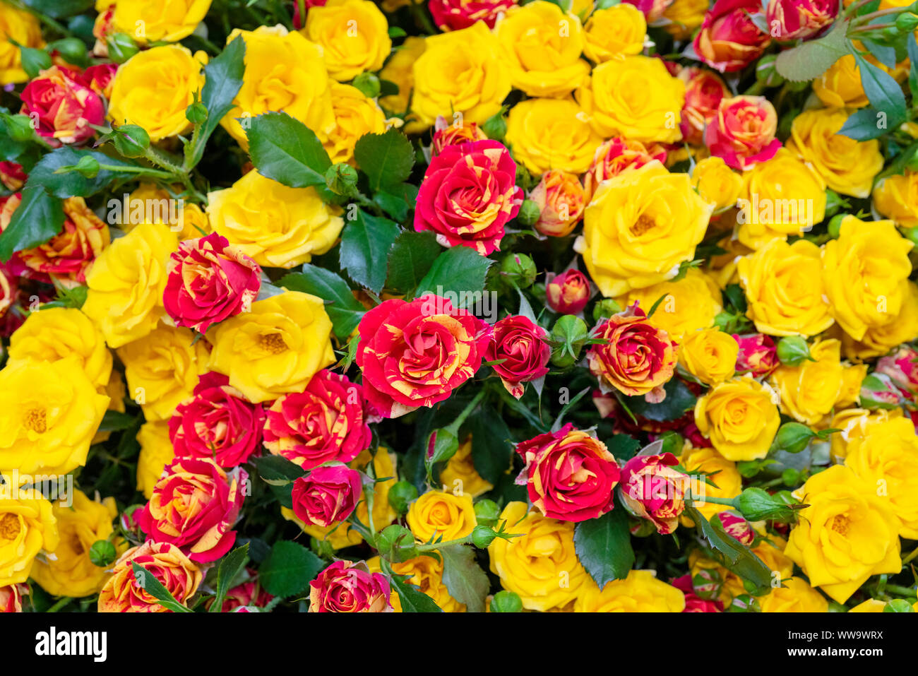 Beautiful yellow roses background. Floral abstract background for ...