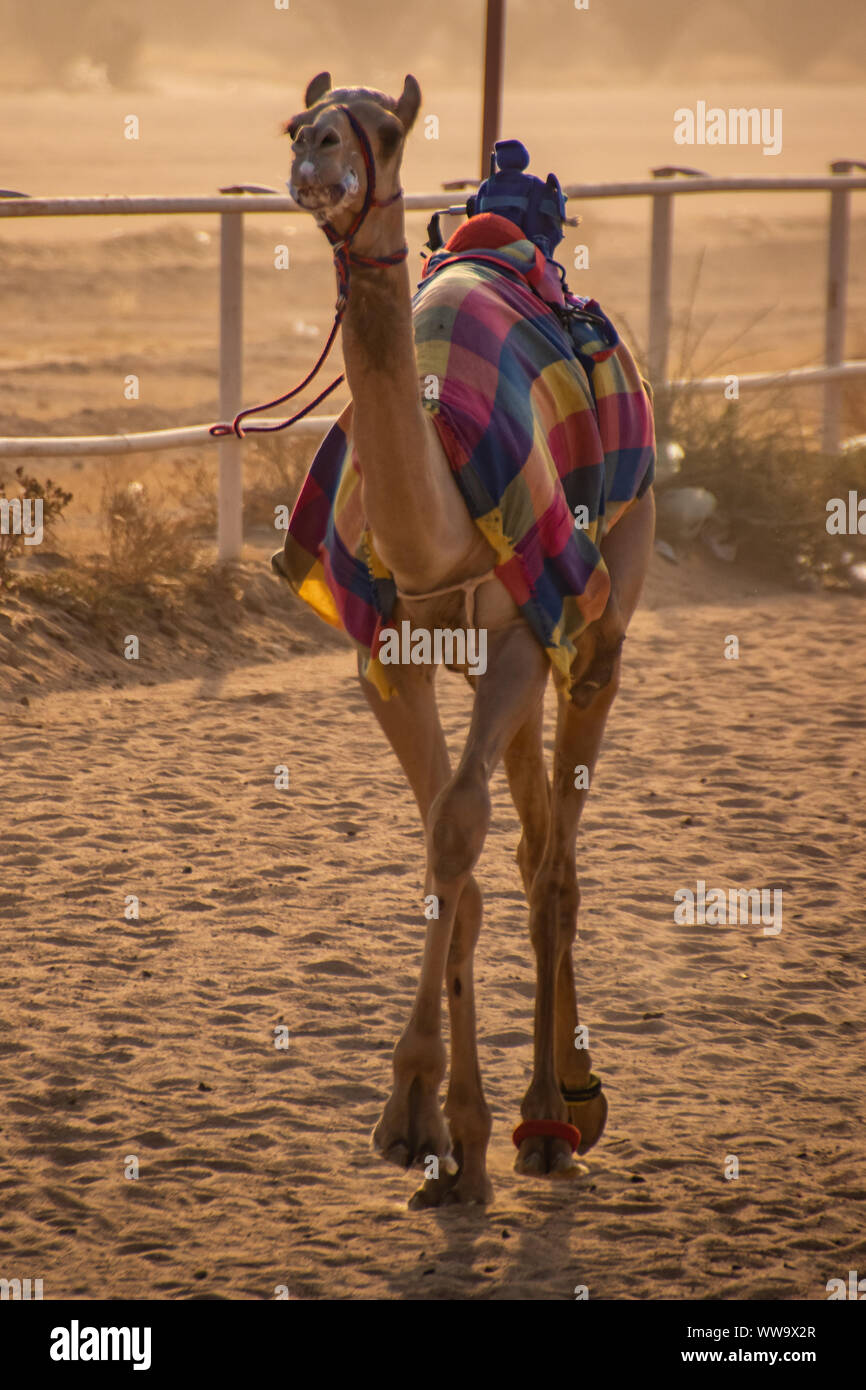 Camel racing taif saudi arabia hi-res stock photography and images - Alamy