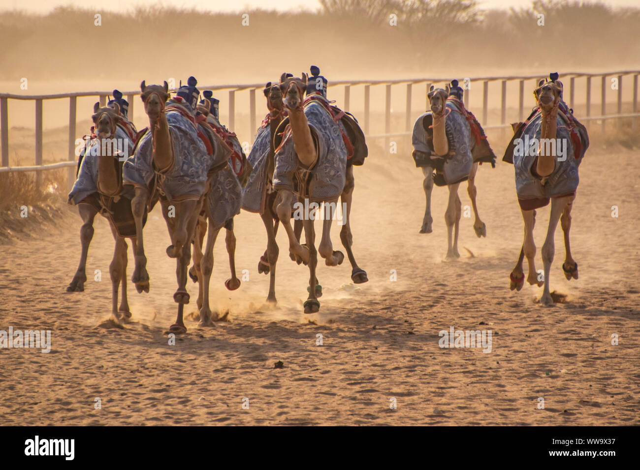Camel Racing in Taif, Saudi Arabia Stock Photo - Alamy
