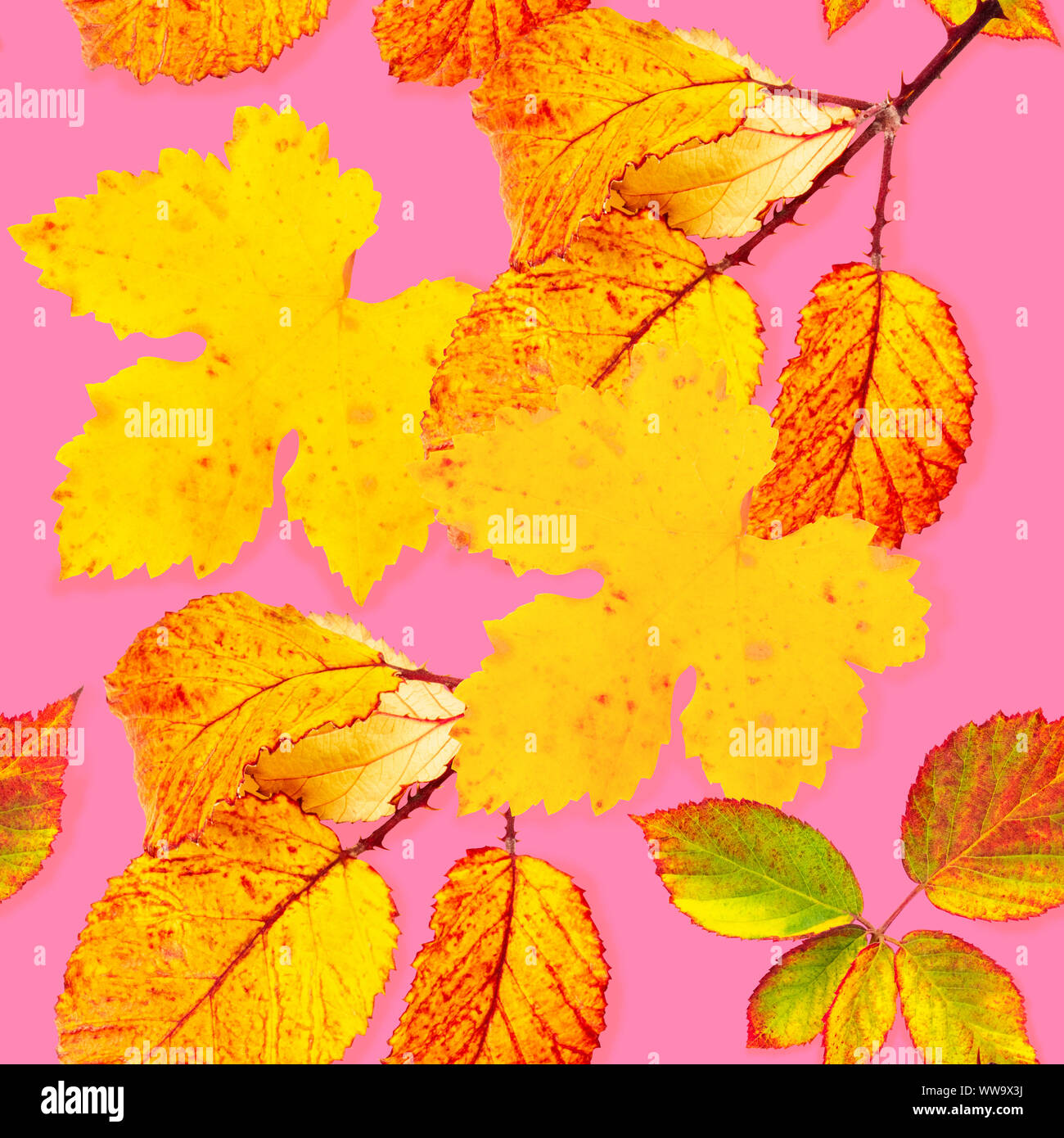A seamless autumn pattern of yellow and orange fall leaves on a pink ...