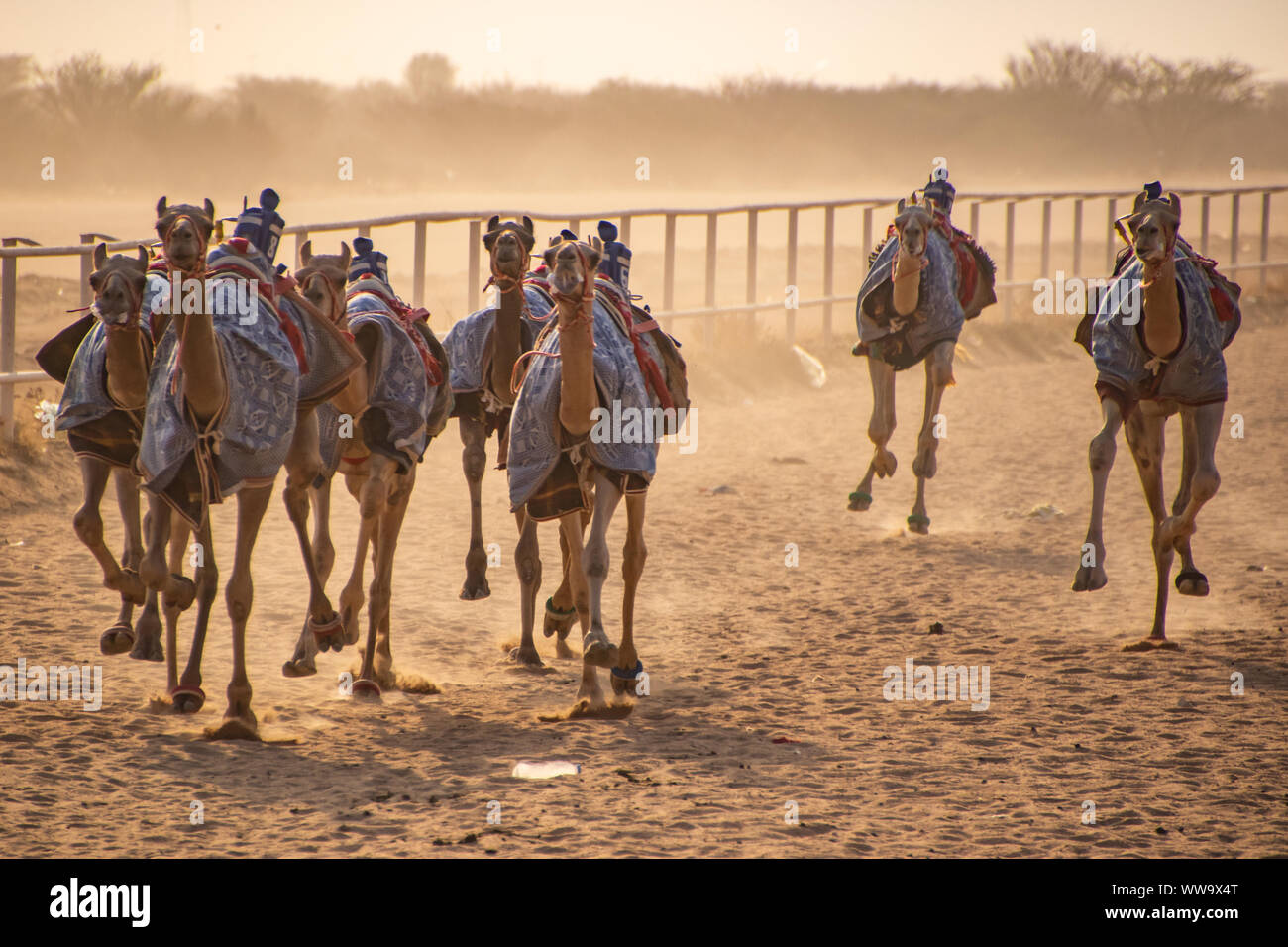 Camel Racing in Taif, Saudi Arabia Stock Photo - Alamy