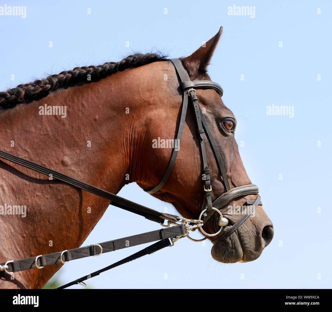 Young racehorse posing against blue sky background. Head shot closeup ...