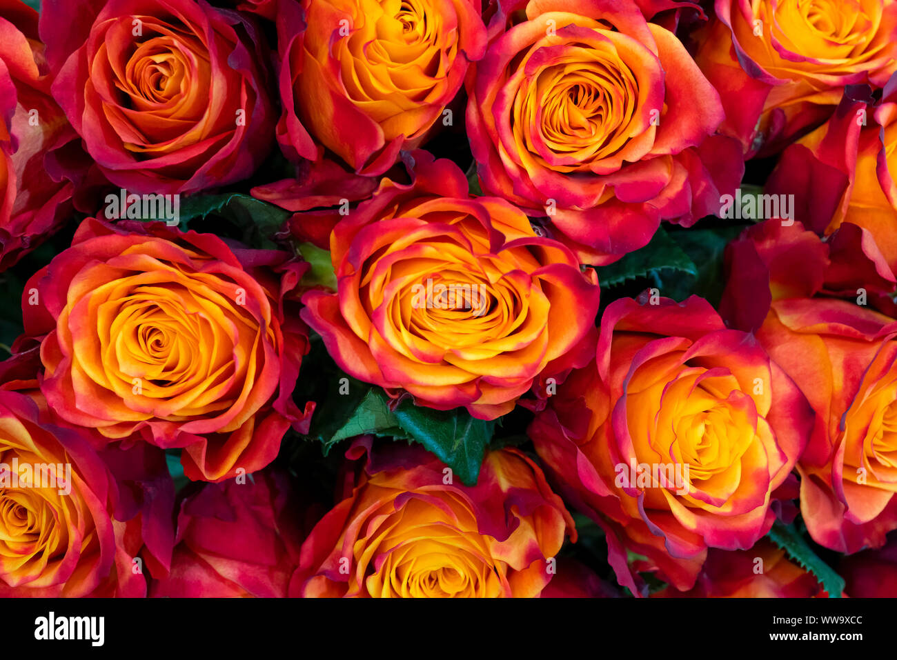 Beautiful Orange Rose Wallpaper
