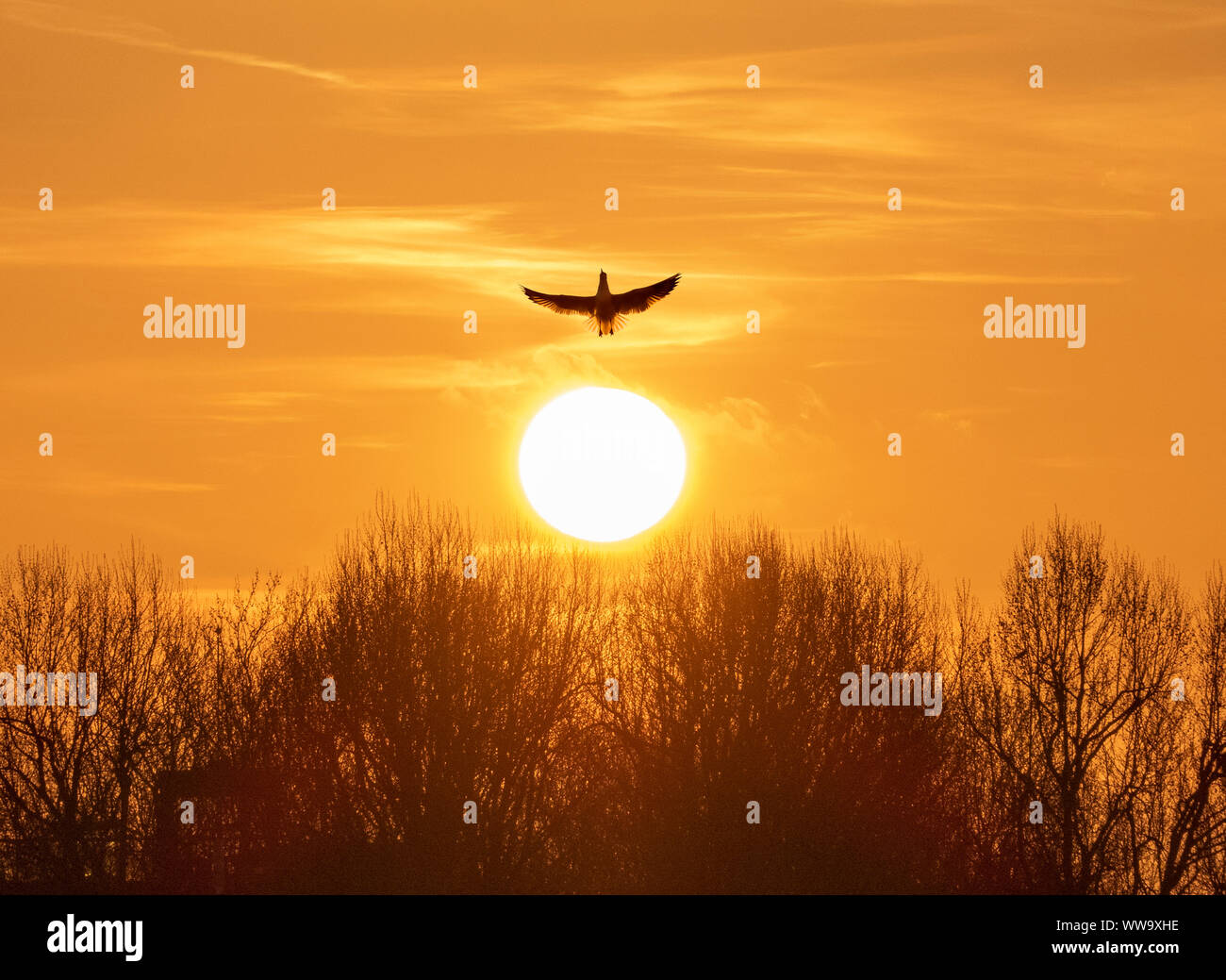 Flying over marshlands hi-res stock photography and images - Alamy