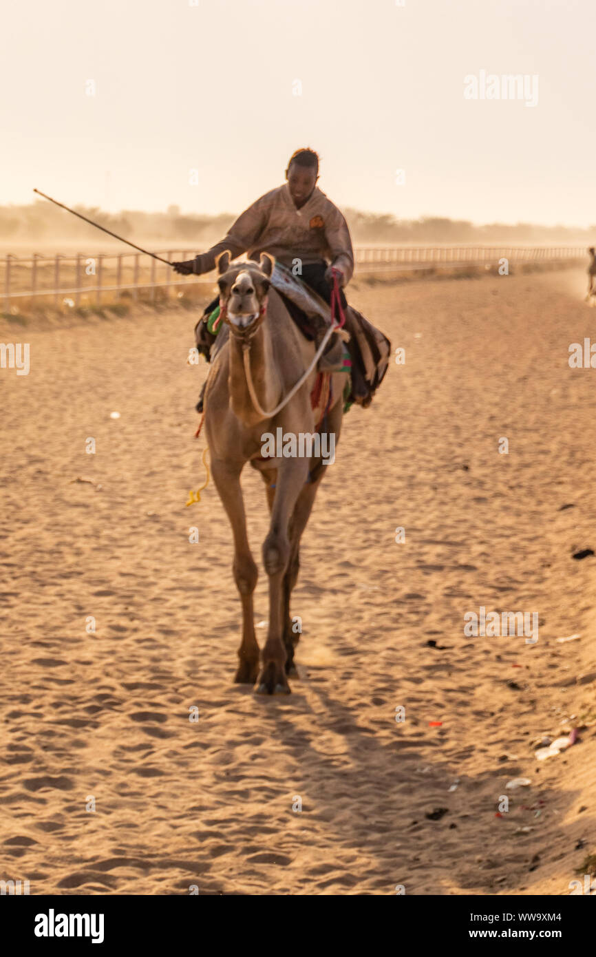 Camel Racing in Taif, Saudi Arabia Stock Photo - Alamy